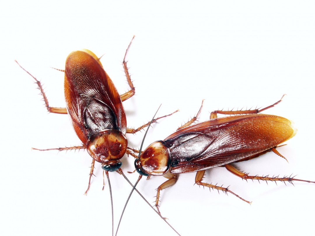 Commercial Roach Treatment - Monmouth-Middlesex-Ocean NJ